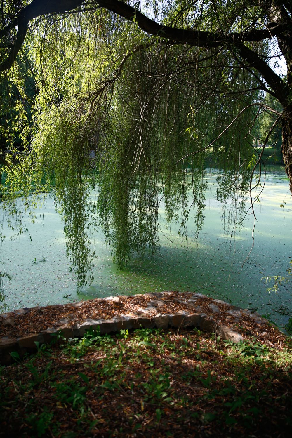 Castelul-Savarsin-vara-anului-2016-©Cristian-Coposesc | Familia Regală ...